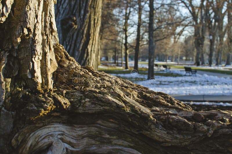 The Knotted Roots of the Park Tree Stock Photo - Image of grapes ...