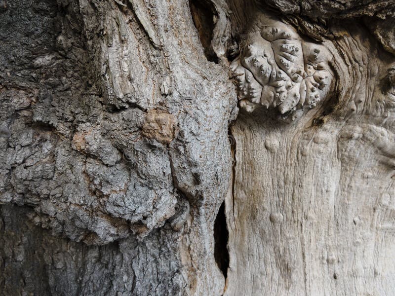 Knotted Tree Bark with Shallow Depth of Field Stock Photo - Image of ...