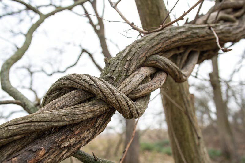 Knotted Tree Branch with Unique Texture Stock Illustration ...