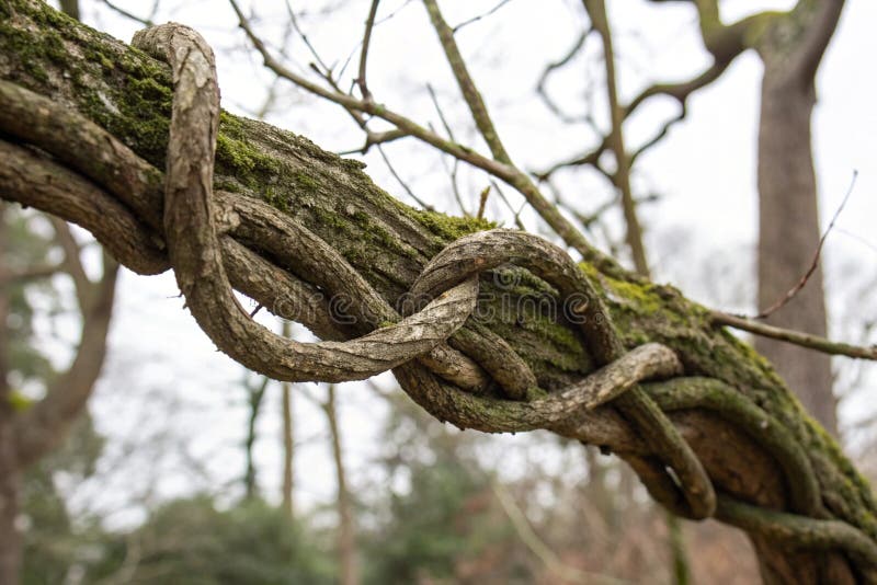 Knotted Tree Branch with Unique Texture Stock Illustration ...