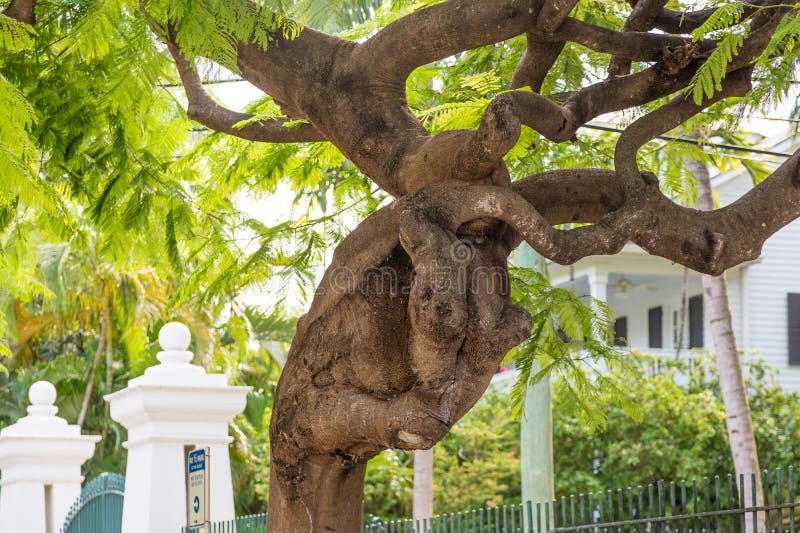 Knotted Tree in Florida stock image. Image of gnarled - 75664649