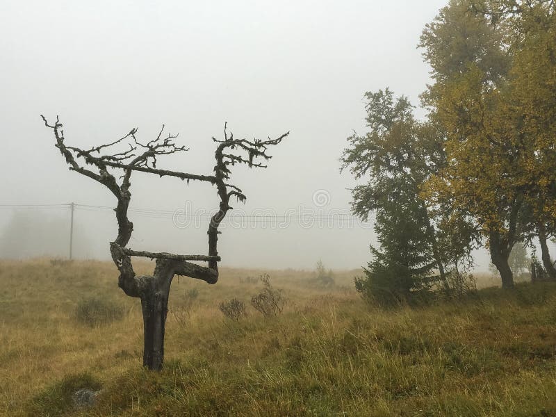 Knotted tree stock photo. Image of north, nature, late - 96137614