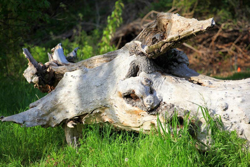 Knotted tree outdoors. stock image. Image of tree, lumber - 167409631