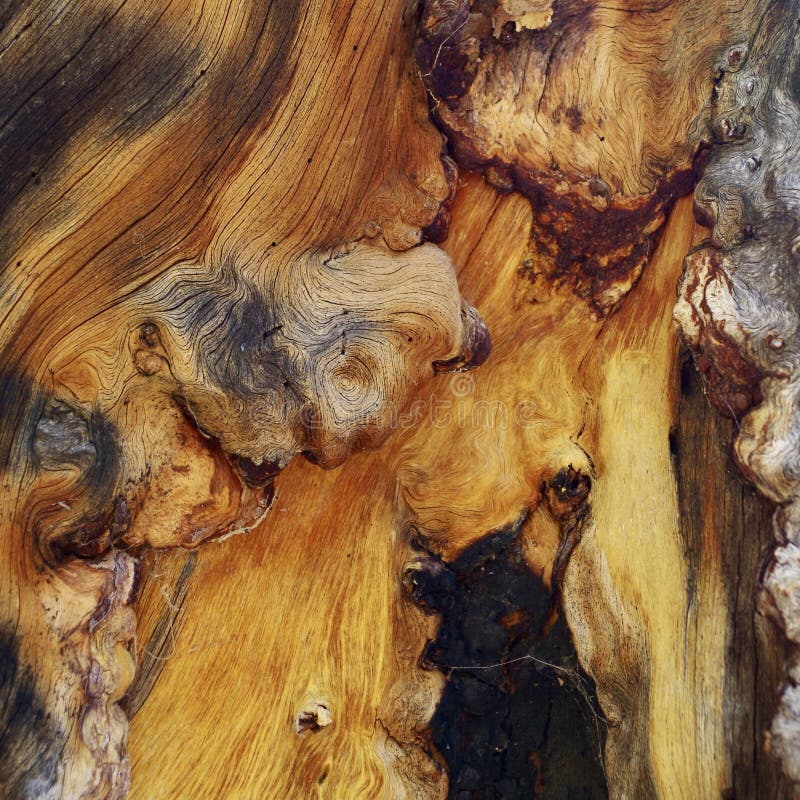 Knotted Tree Root Along Trails of Mount Charleston, Nevada Stock Image ...