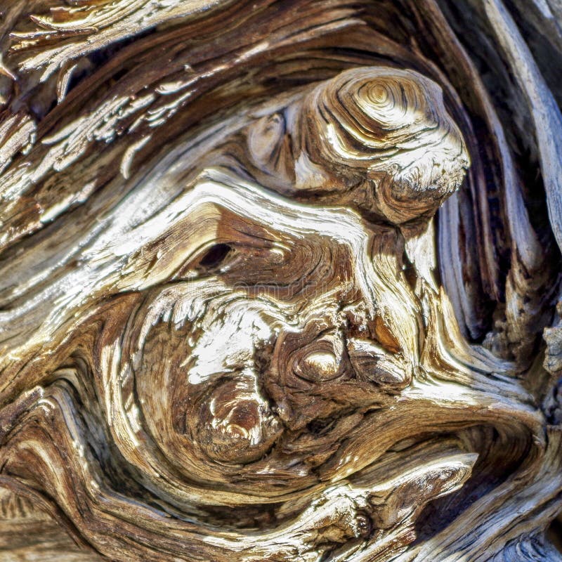 Knotted Tree Root Along Trails of Mount Charleston, Nevada Stock Photo ...