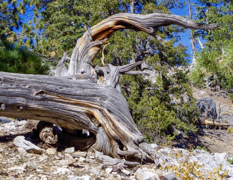 Knotted Tree Root Along Trails of Mount Charleston, Nevada Stock Photo ...