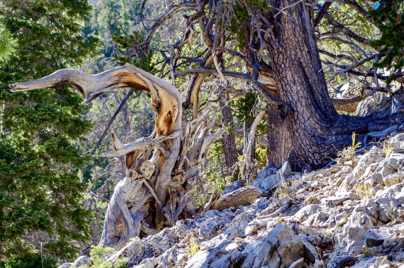 Knotted Tree Root Along Trails of Mount Charleston, Nevada Stock Photo ...