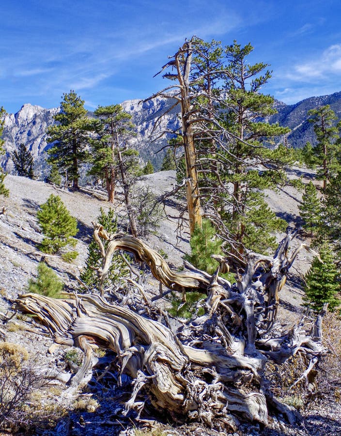 Knotted Tree Root Along Trails of Mount Charleston, Nevada Stock Photo ...