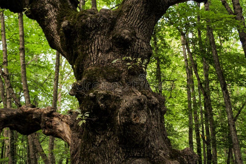Knotted tree trunk stock photo. Image of route, mountain - 140030186