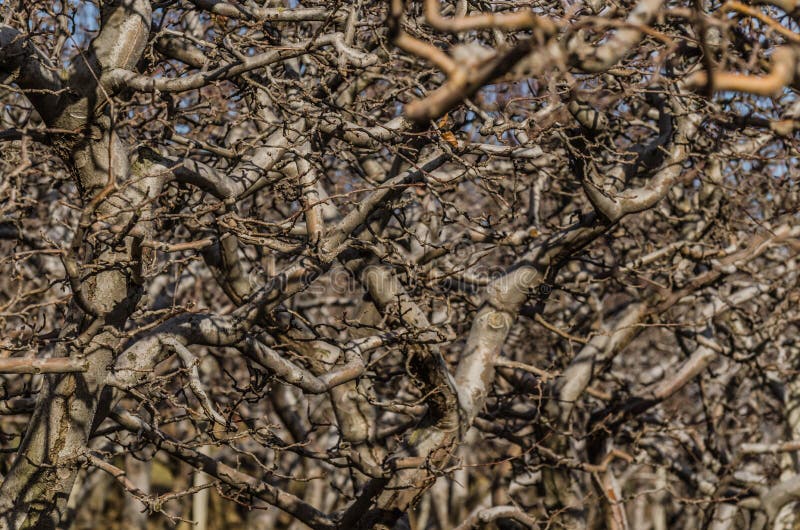 261 Knotty Trees Stock Photos - Free & Royalty-Free Stock Photos from ...