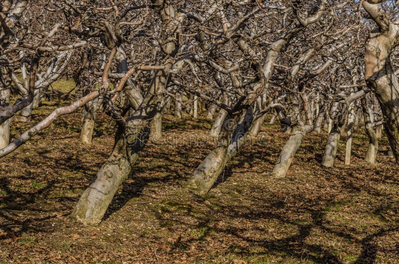 253 Knotty Trees Stock Photos - Free & Royalty-Free Stock Photos from ...