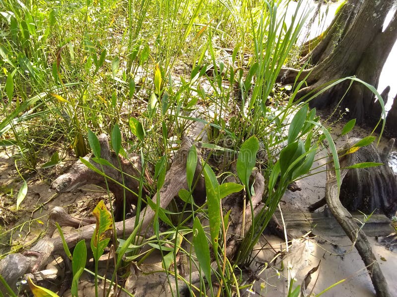 Knotty Cedar Roots stock photo. Image of cedar, knotty - 166703332