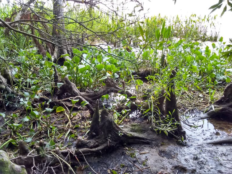 Knotty Cedar Roots stock photo. Image of nature, knotty - 166703142