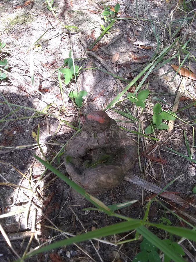 Knotty Cedar Roots stock photo. Image of nature, cedar - 166703214