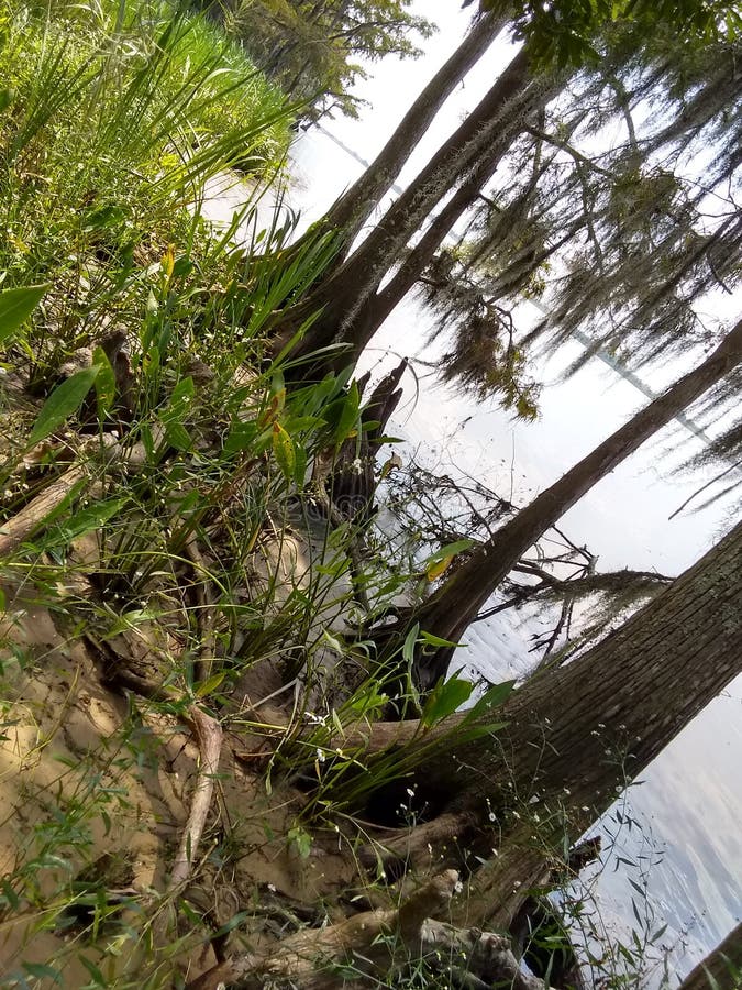 Knotty Cedar Roots stock photo. Image of cedar, knotty - 166703332