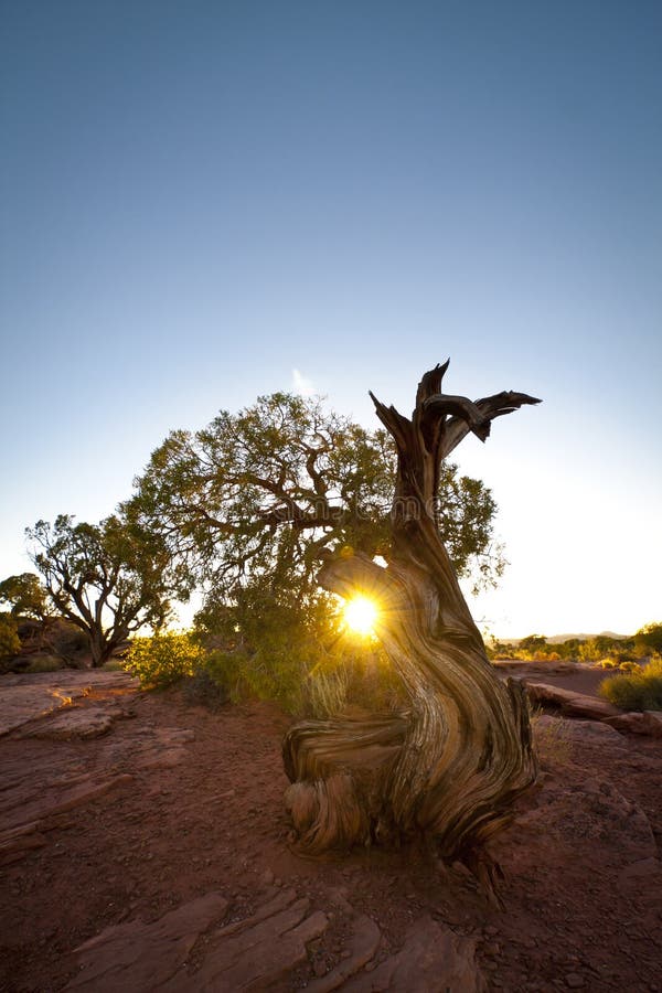 Tree growing im lava rock stock photo. Image of hostile - 16804094