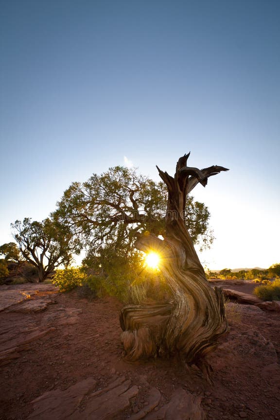 Knotty Juniper Tree at Sunset Stock Photo - Image of lens, texture ...