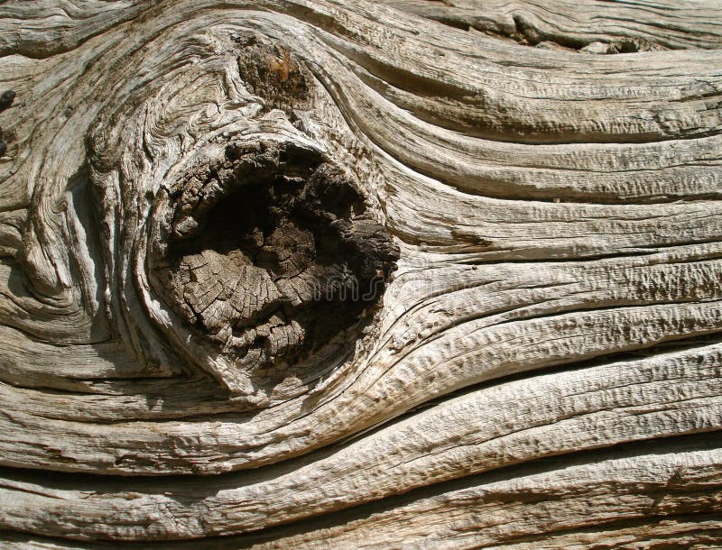 Knotty Log Texture stock image. Image of outdoors, brown - 6564417