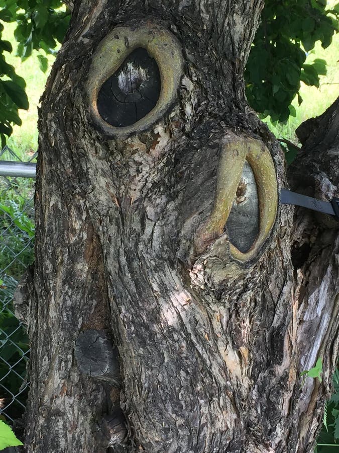 Old Knotty Oak Tree in Summer Sunshine Stock Photo - Image of sunlight ...