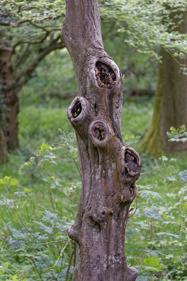 Old Knotty Oak Tree in Summer Sunshine Stock Photo - Image of sunlight ...