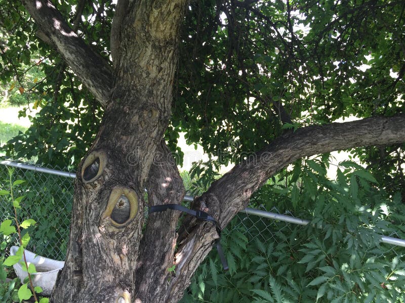 Knotty tree stock image. Image of tree, knots, fence - 74523641