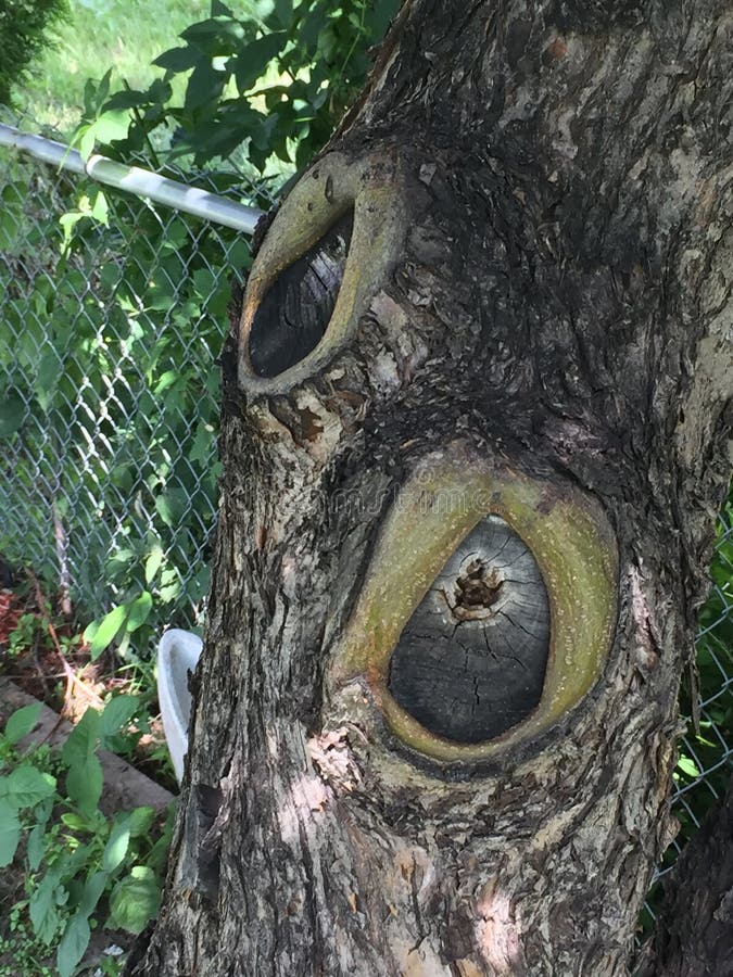 Knotty tree stock image. Image of leaves, grass, trunk - 74523643
