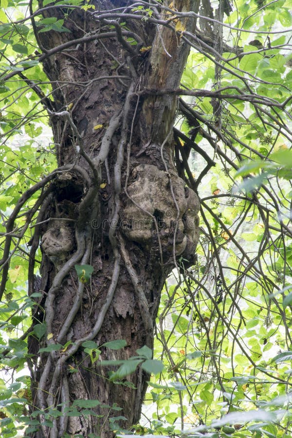 Knotty tree stock photo. Image of virginia, knots, island - 124892838