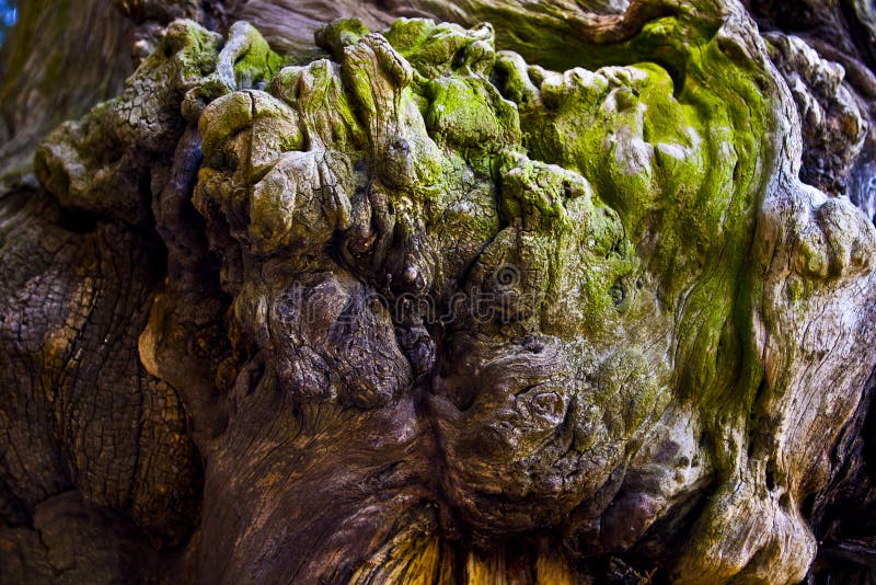 Knotty Tree stock photo. Image of background, knotty - 63974560