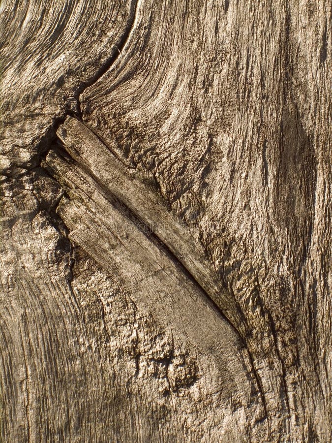 Knotty Wood stock photo. Image of macro, grain, knot, abstract - 245586