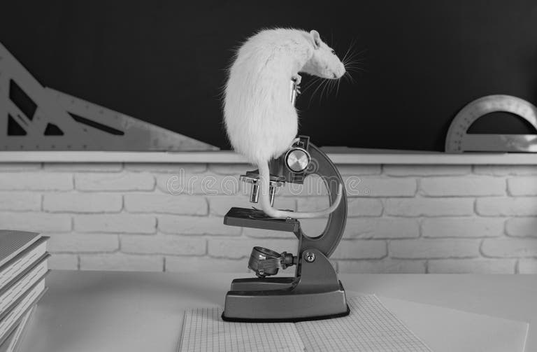 Knowledge and Education Concept. White Rat Sitting on Microscope. Copy ...