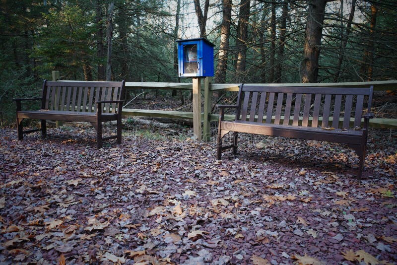 Knowledge, Imagination and Truth Found in a Forest Stock Photo - Image ...