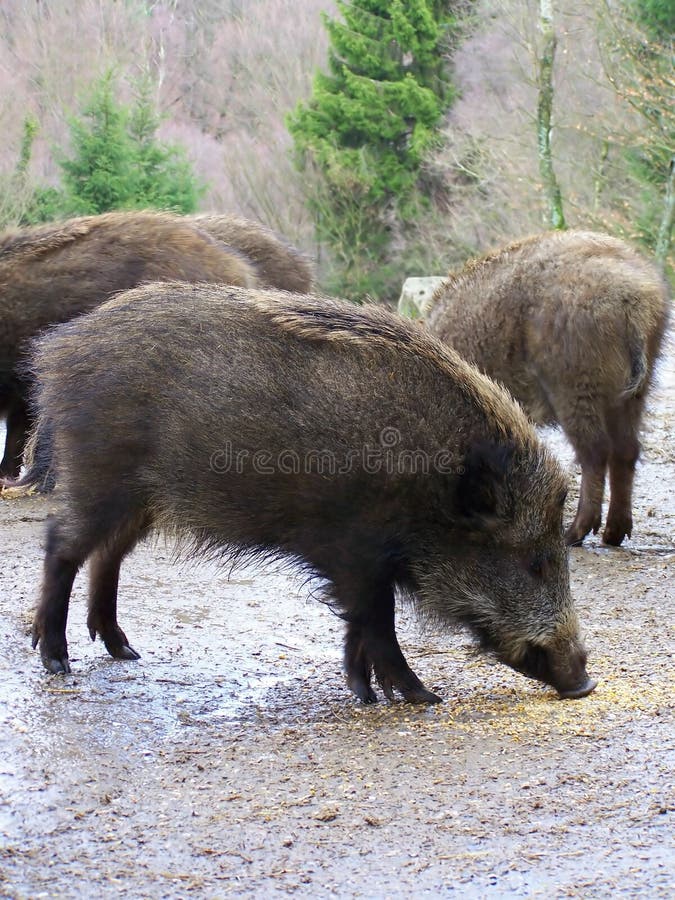Knur obraz stock. Obraz złożonej z trufle, świnia, knur - 13203319