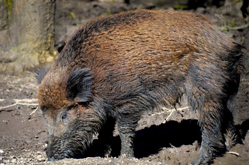 Knur Zdjęcia Stock - Pobierz 19,708 Zdjęcia Royalty Free