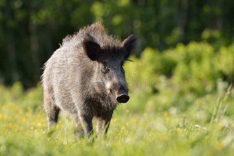 Knur obraz stock. Obraz złożonej z wieprz, eurydice, knur - 55246041