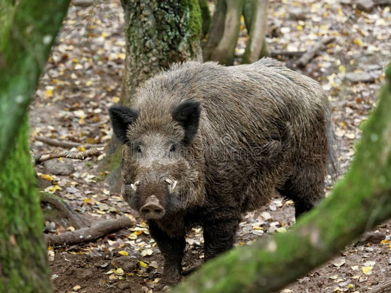 Knur zdjęcie stock. Obraz złożonej z świnia, kolor, niebezpieczeństwo ...