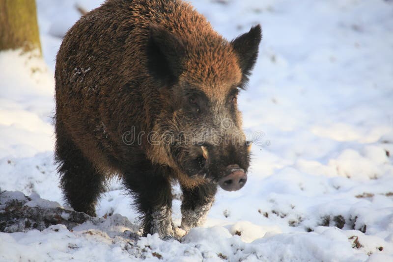 Knur dziki zdjęcie stock. Obraz złożonej z prezerwa, natura - 6602080