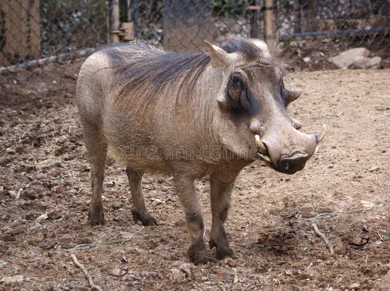 Knur dziki obraz stock. Obraz złożonej z bestia, wieprz - 12467093