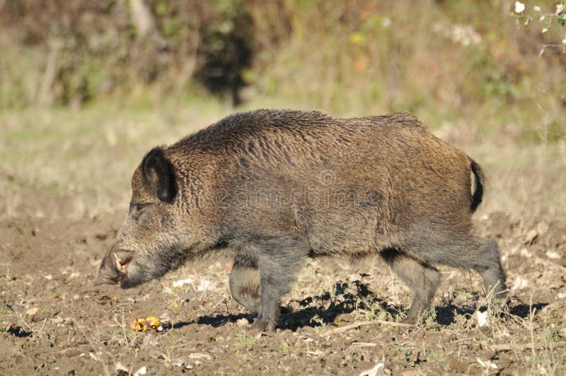Knur dziki obraz stock. Obraz złożonej z migreny, środowisko - 18449719