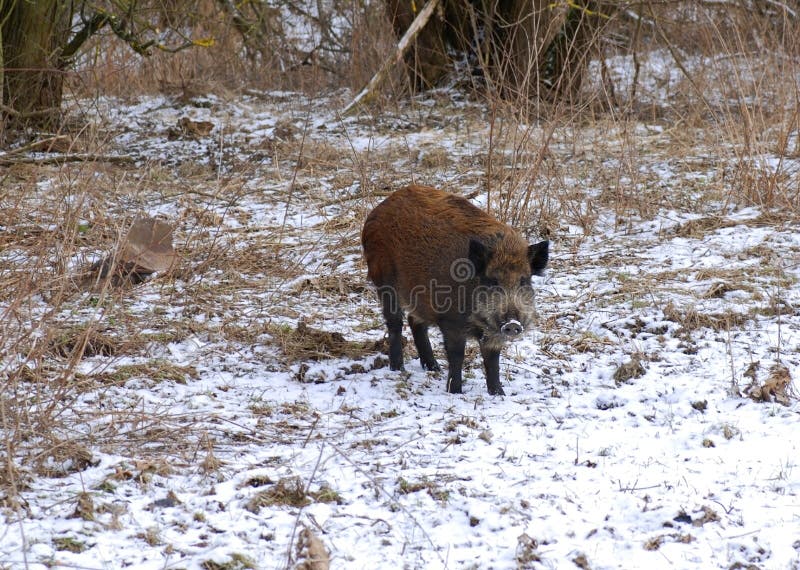 Knur dziki zdjęcie stock. Obraz złożonej z zbliżenie - 18662762