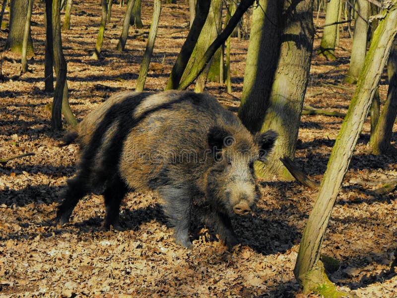 Knur dziki zdjęcie stock. Obraz złożonej z dziki, knur - 18662762