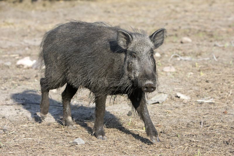 Knur obraz stock. Obraz złożonej z trufle, świnia, knur - 13203319