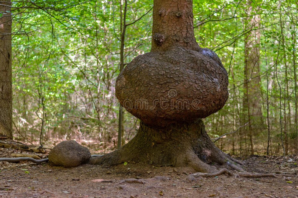 Knur on the tree stock photo. Image of brown, plant - 152046980