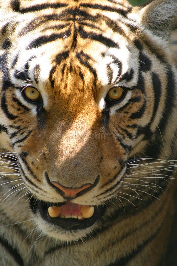 Knurrender Tiger stockfoto. Bild von knurren, katzenartig - 322302