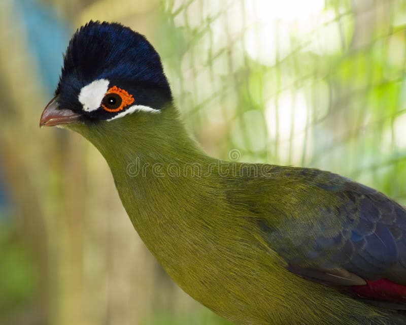 Knysna Loerie or Turaco Bird Stock Image - Image of crested, exotic ...