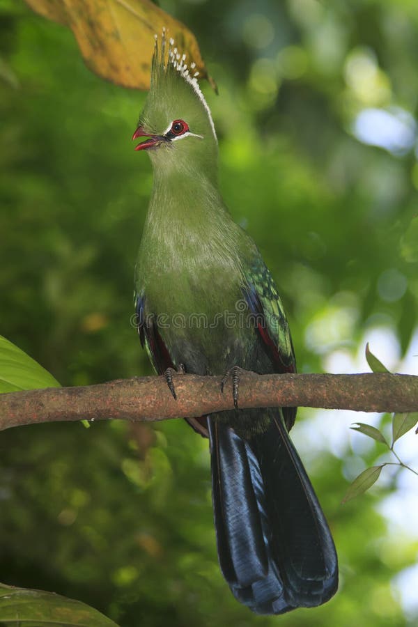 Knysna Loerie or Turaco Bird Stock Image - Image of crested, exotic ...