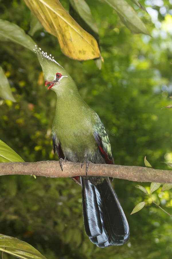 Knysna Loerie or Turaco Bird Stock Image - Image of crested, exotic ...