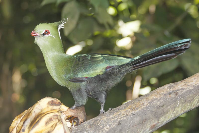 Knysna Loerie or Turaco Bird Stock Image - Image of crested, exotic ...