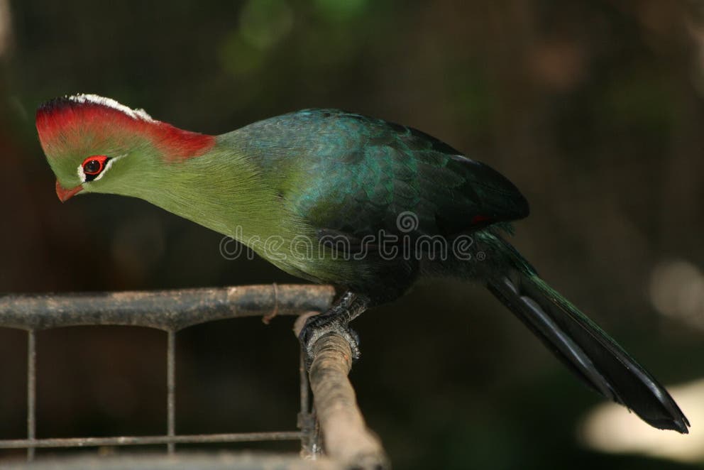 Knysna Lourie imagen de archivo. Imagen de azul, rojo - 7804617