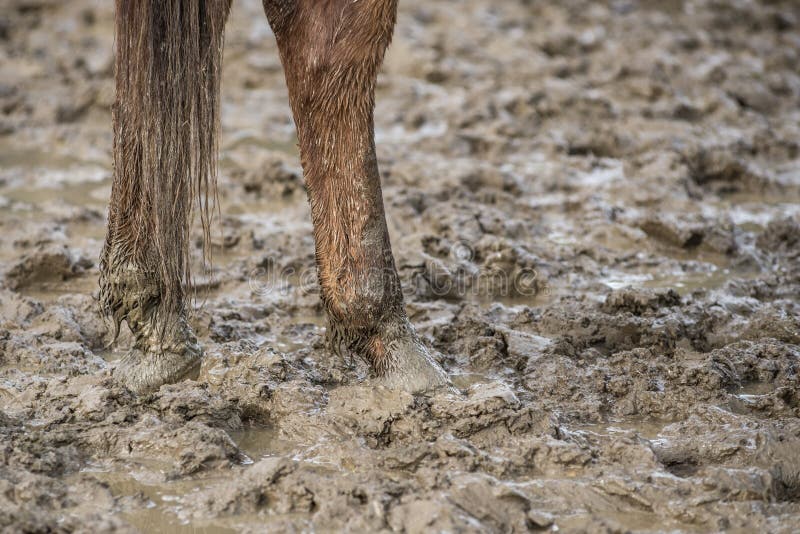 Końska stopa w błocie zdjęcie stock. Obraz złożonej z paśnik - 36510312