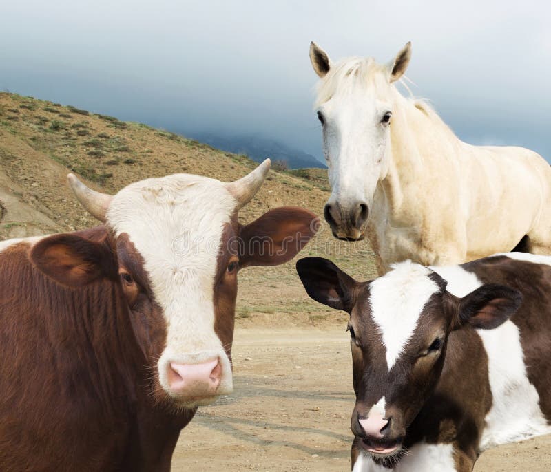 Ko och kalv och tjur arkivfoto. Bild av barn, hemhjälp - 56414638